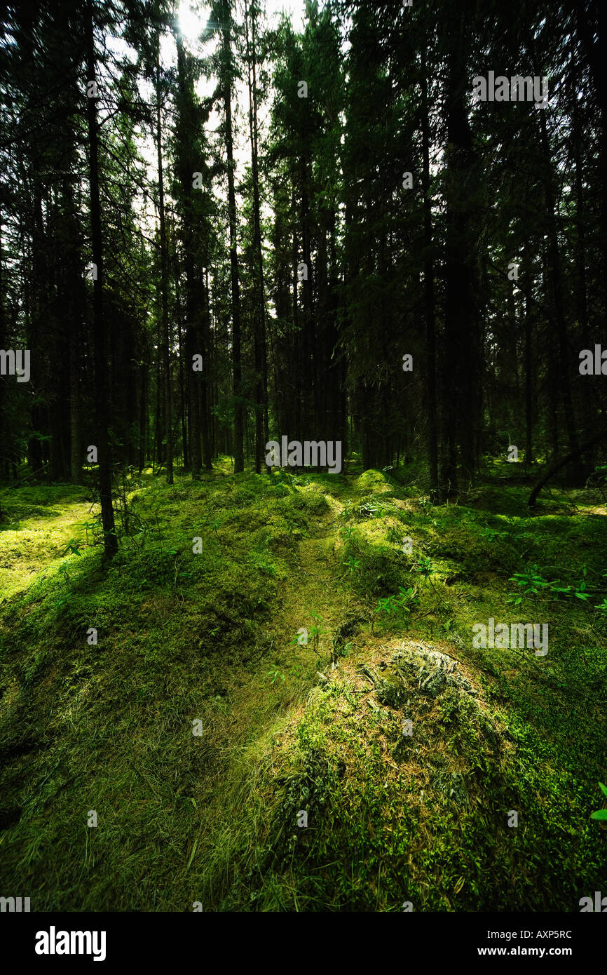 Mossy forest landscape Stock Photo - Alamy