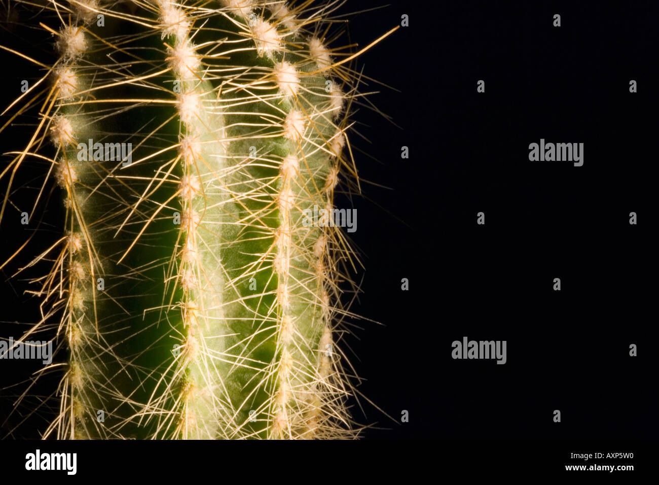 Close up shot cactus spikes hi-res stock photography and images - Alamy