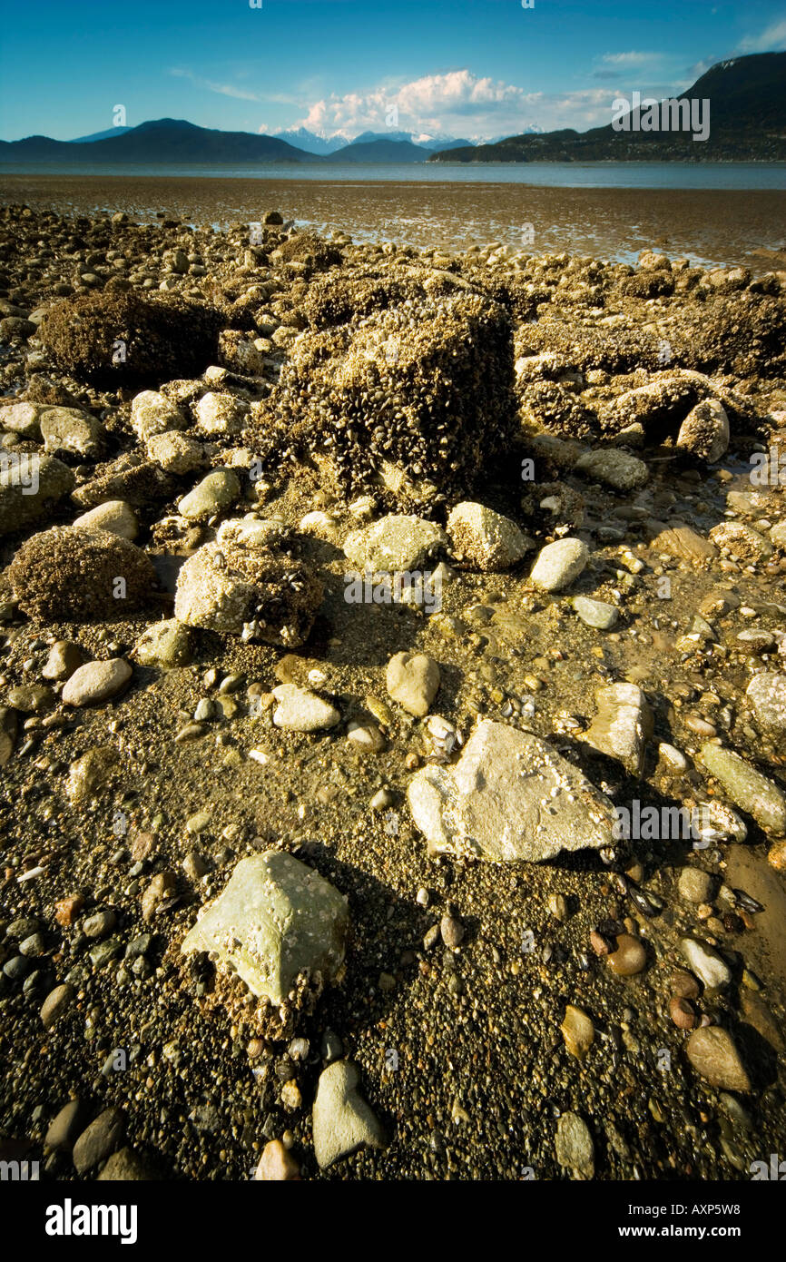 Exposed sea bed from receding tide Stock Photo - Alamy