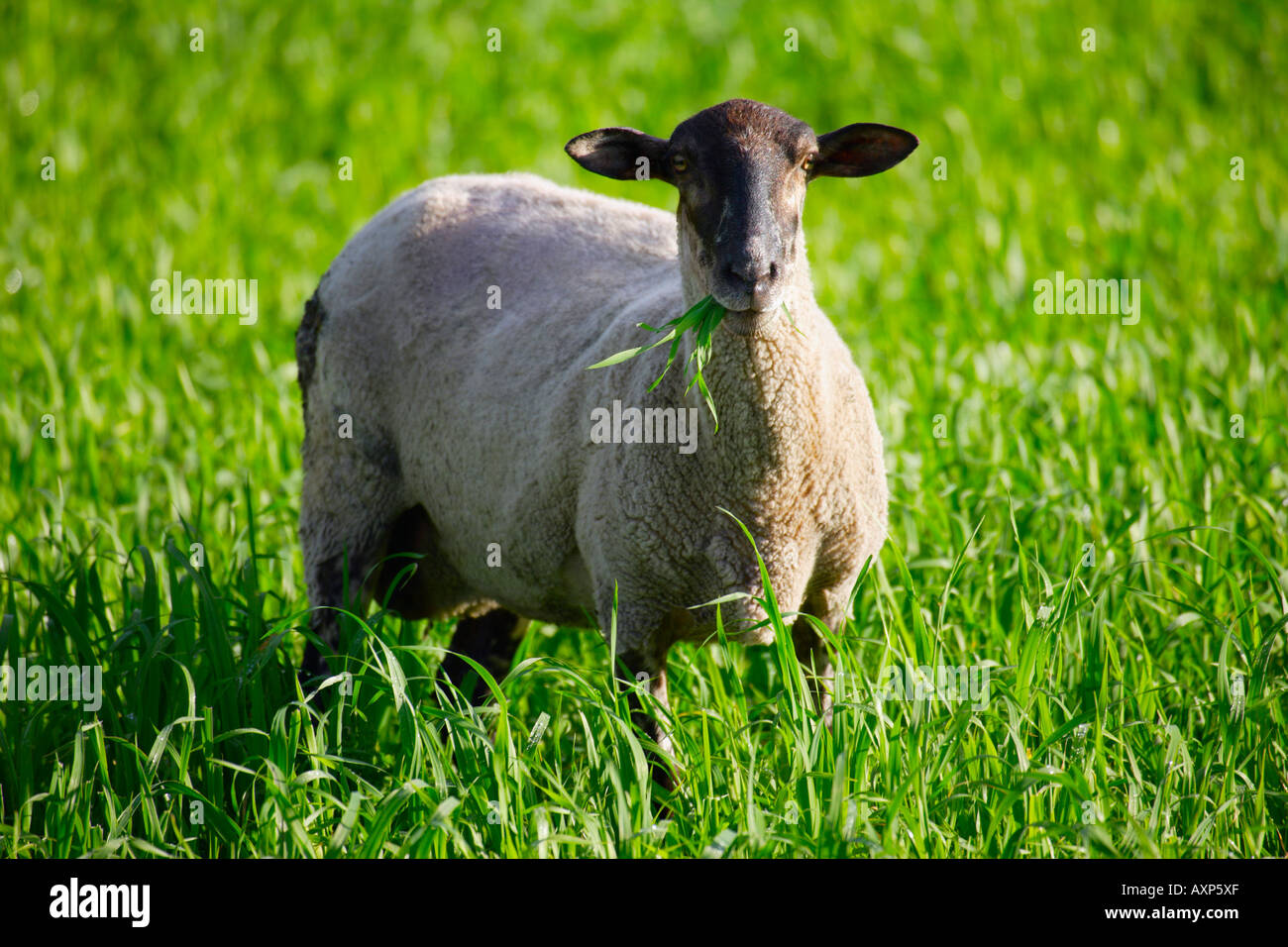 Sheep livestock grazing hi-res stock photography and images - Alamy