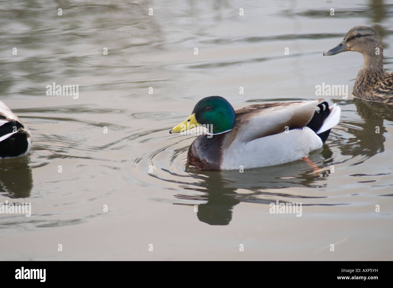 A drake relaxing on the lake Stock Photo - Alamy