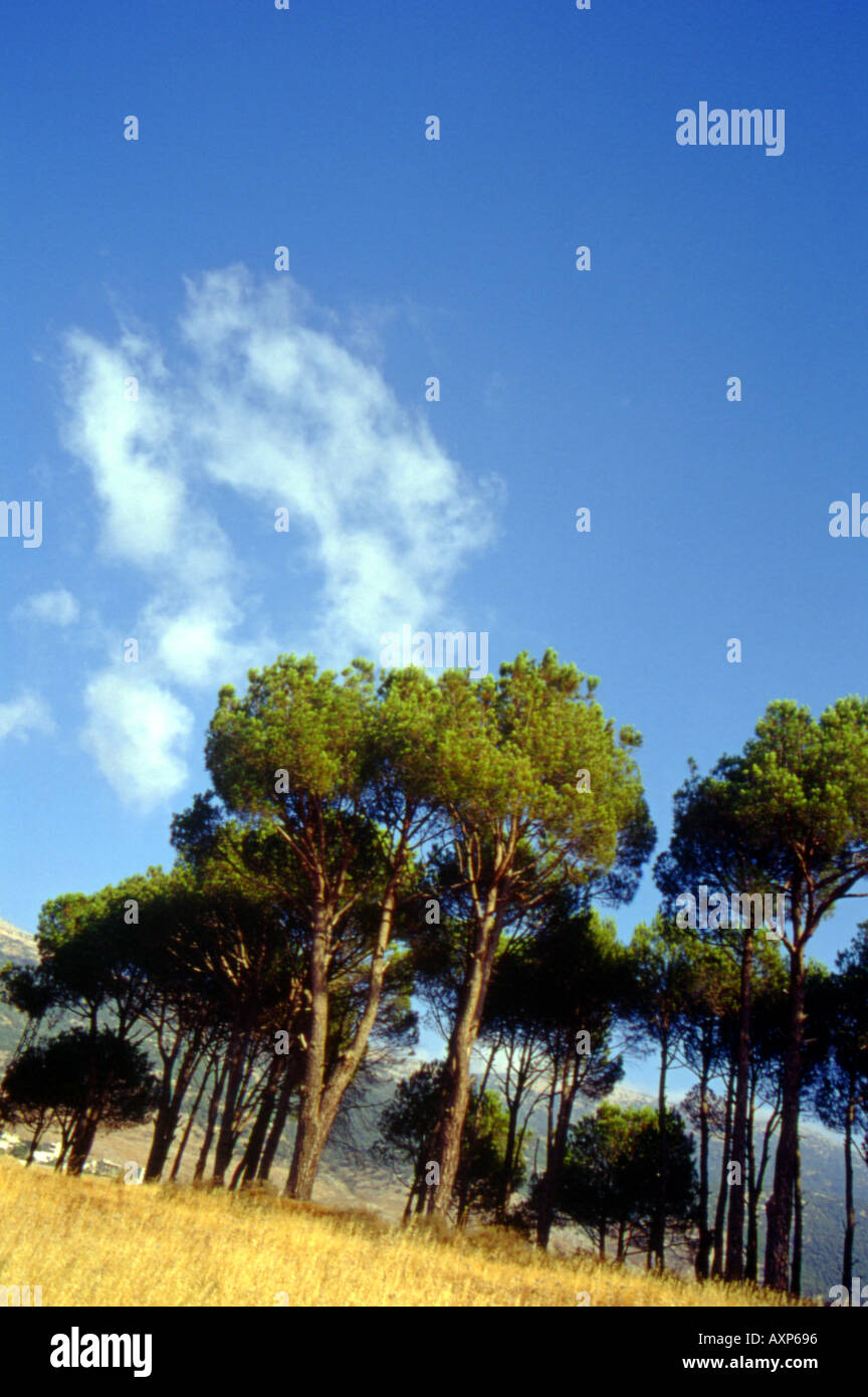 pin land lebanon Stock Photo - Alamy