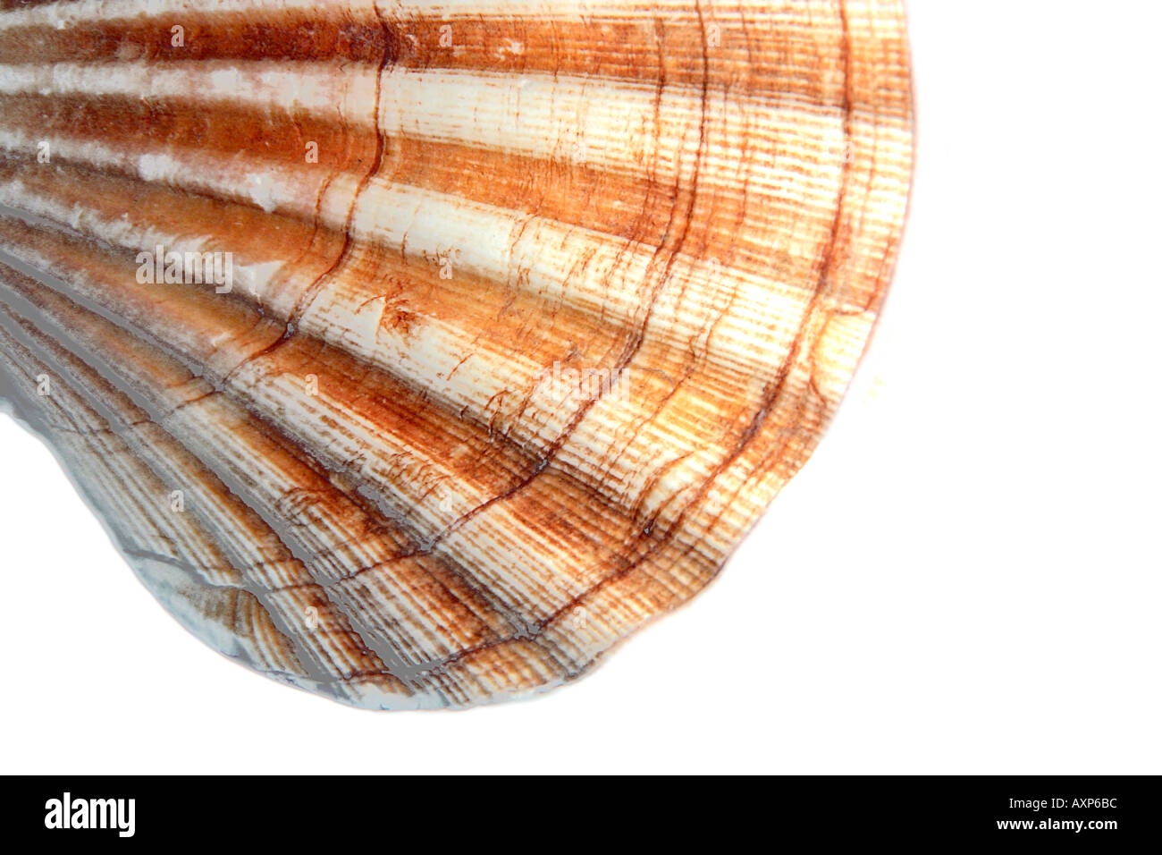 Scallop Shell on White background Stock Photo - Alamy