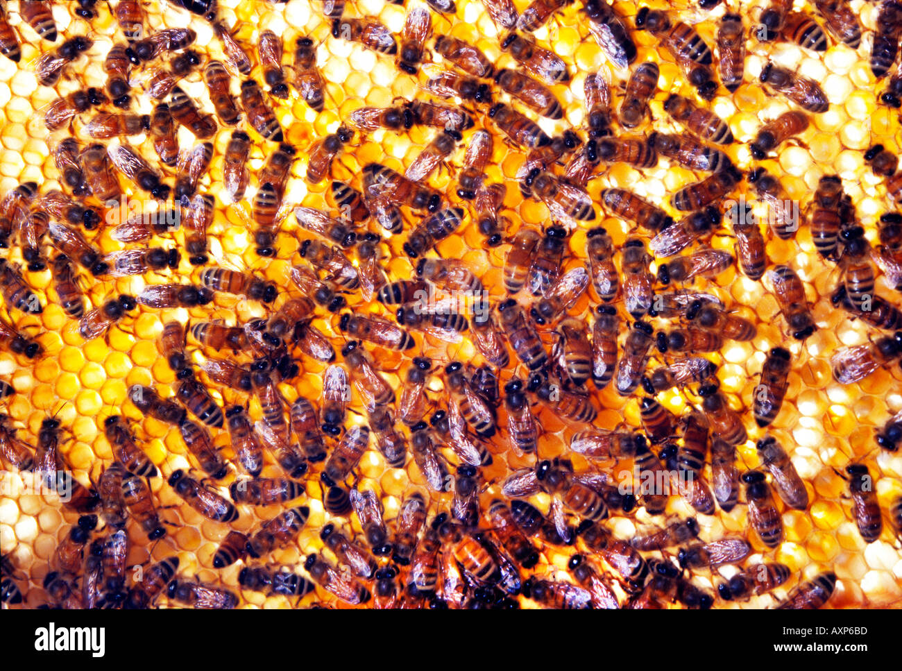 Honeybee workers on brood hi-res stock photography and images - Alamy
