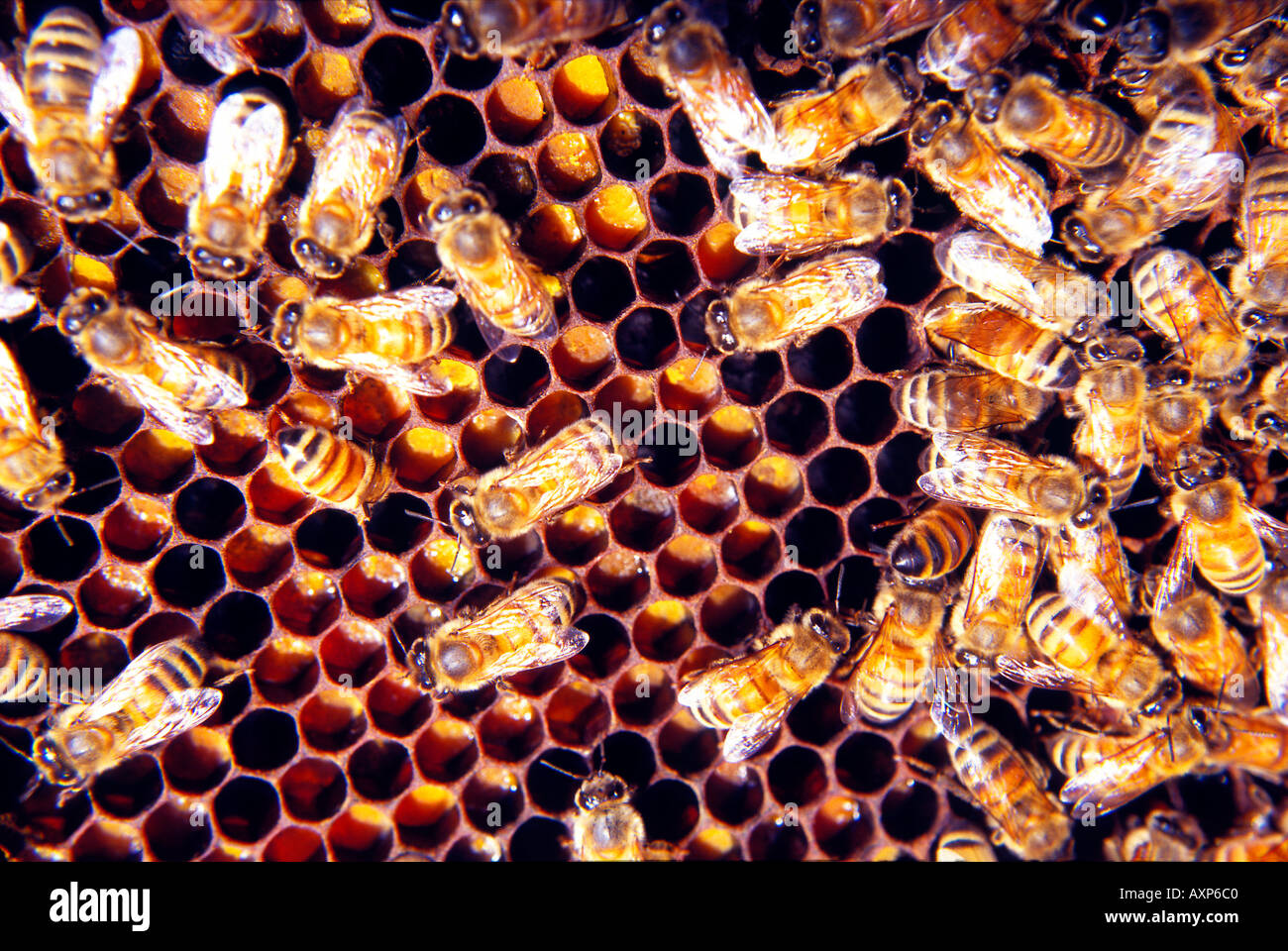 Brood Cells High Resolution Stock Photography and Images - Alamy