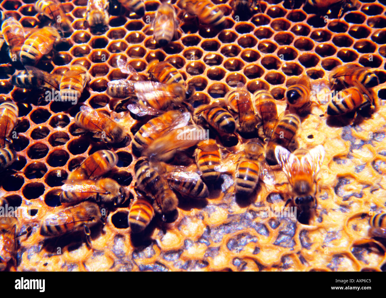 Brood cells hi-res stock photography and images - Alamy