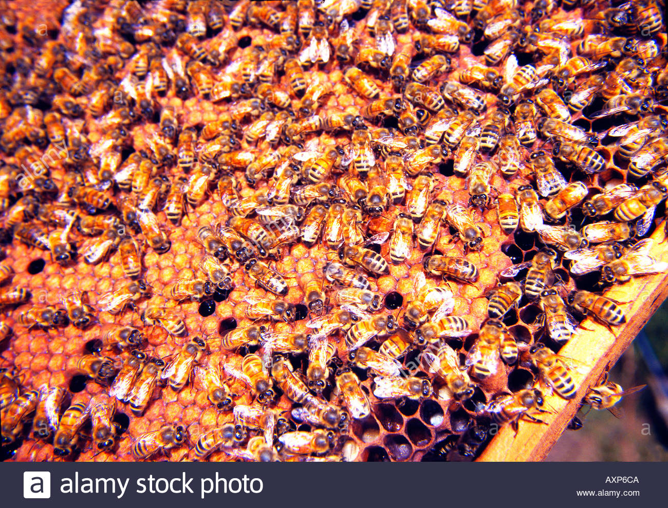 Close up of worker bees on brood cells from hive Stock Photo - Alamy