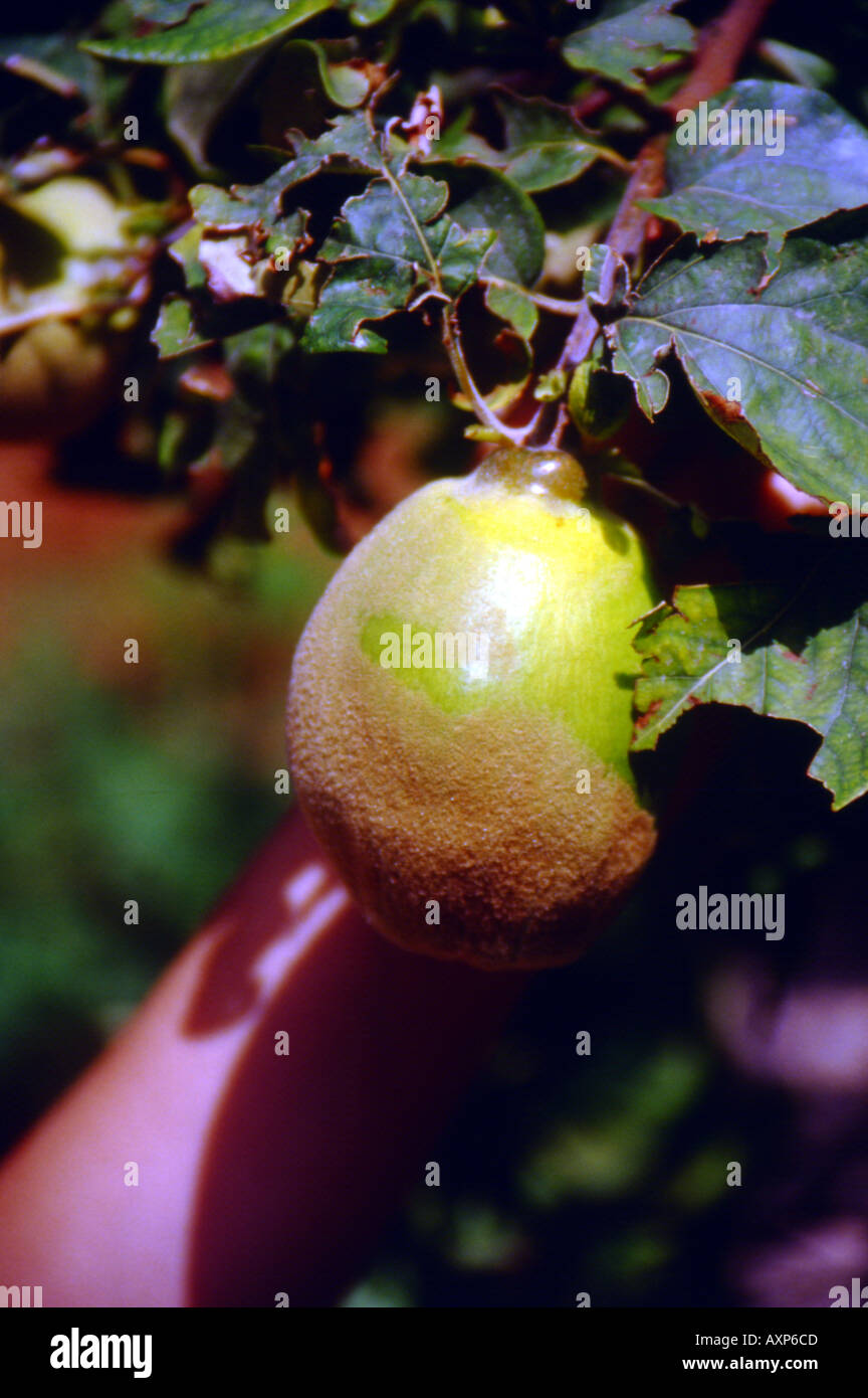 Summer fruit lebanon hi-res stock photography and images - Alamy