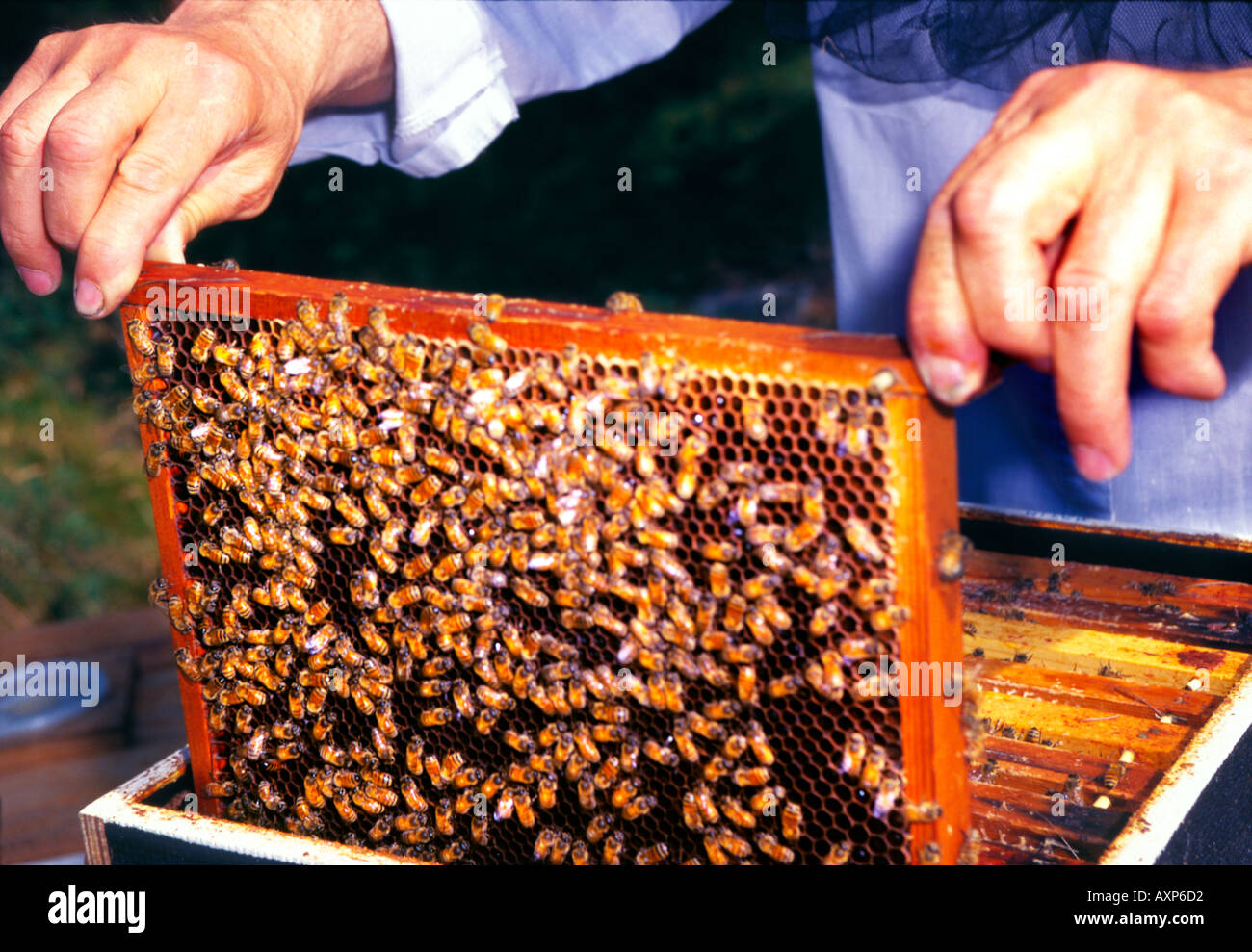 Moveable frame hive hi-res stock photography and images - Alamy