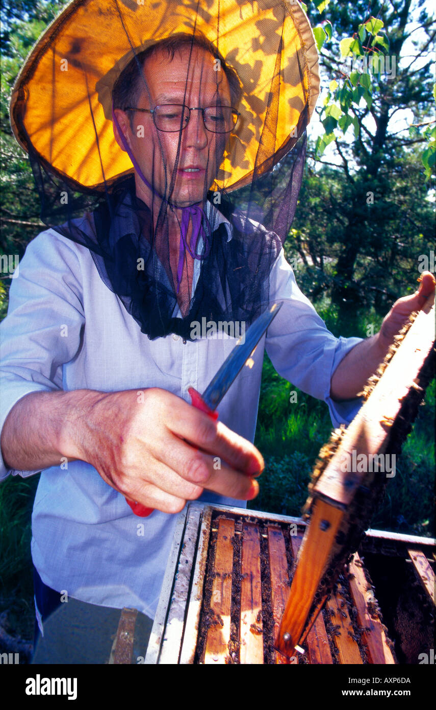 Honey bee keeper checking the progress of honeycombs in a rectangular ...