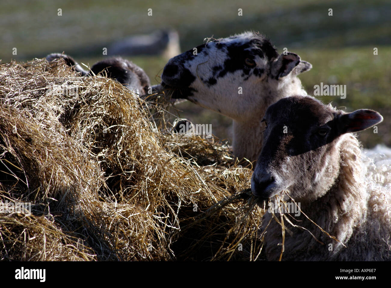 Sheep Ewe Feeding Straw Stock Photo - Alamy Sheep Ewe Feeding Straw Stock Photo - Alamy