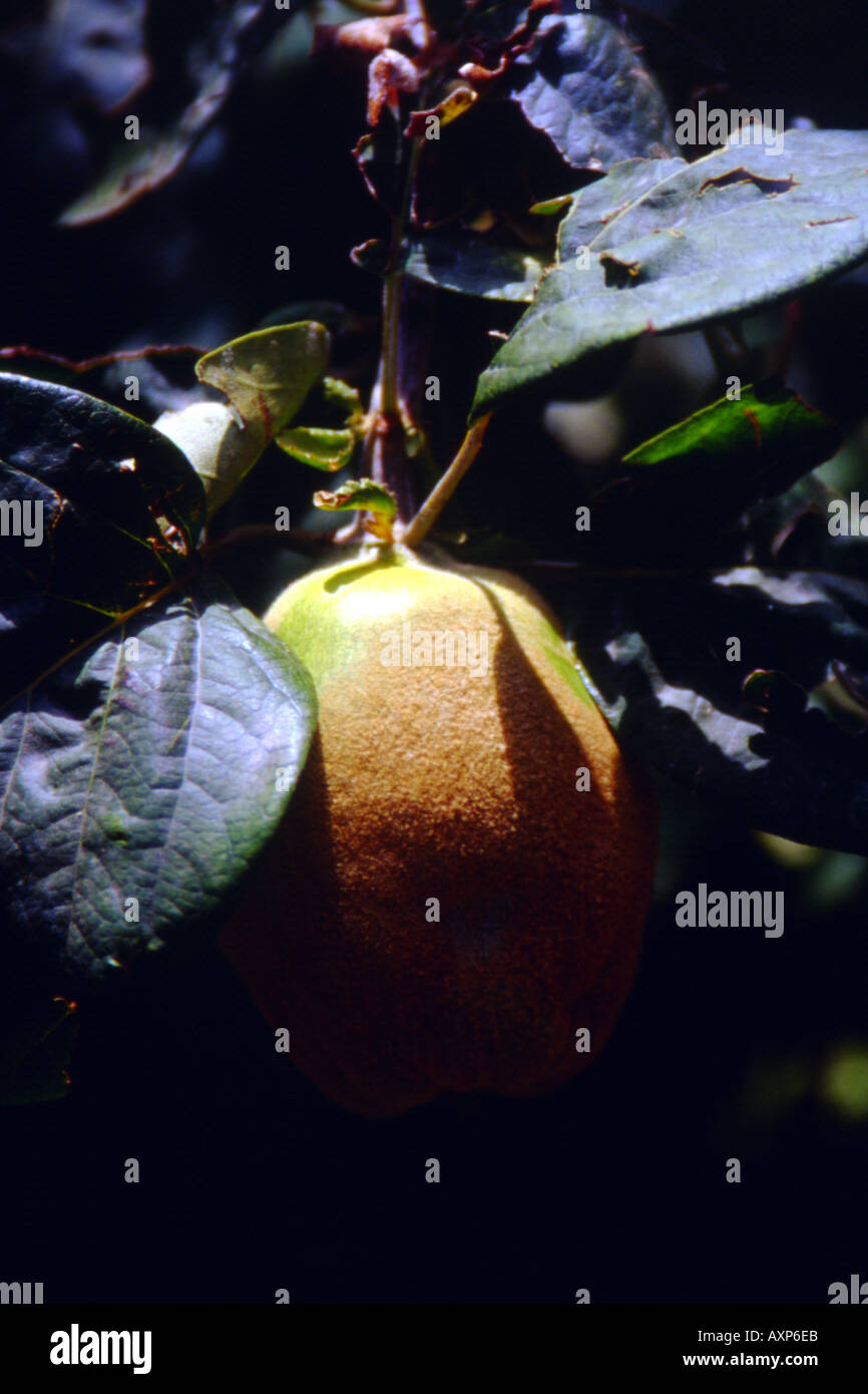 Summer fruit lebanon hi-res stock photography and images - Alamy