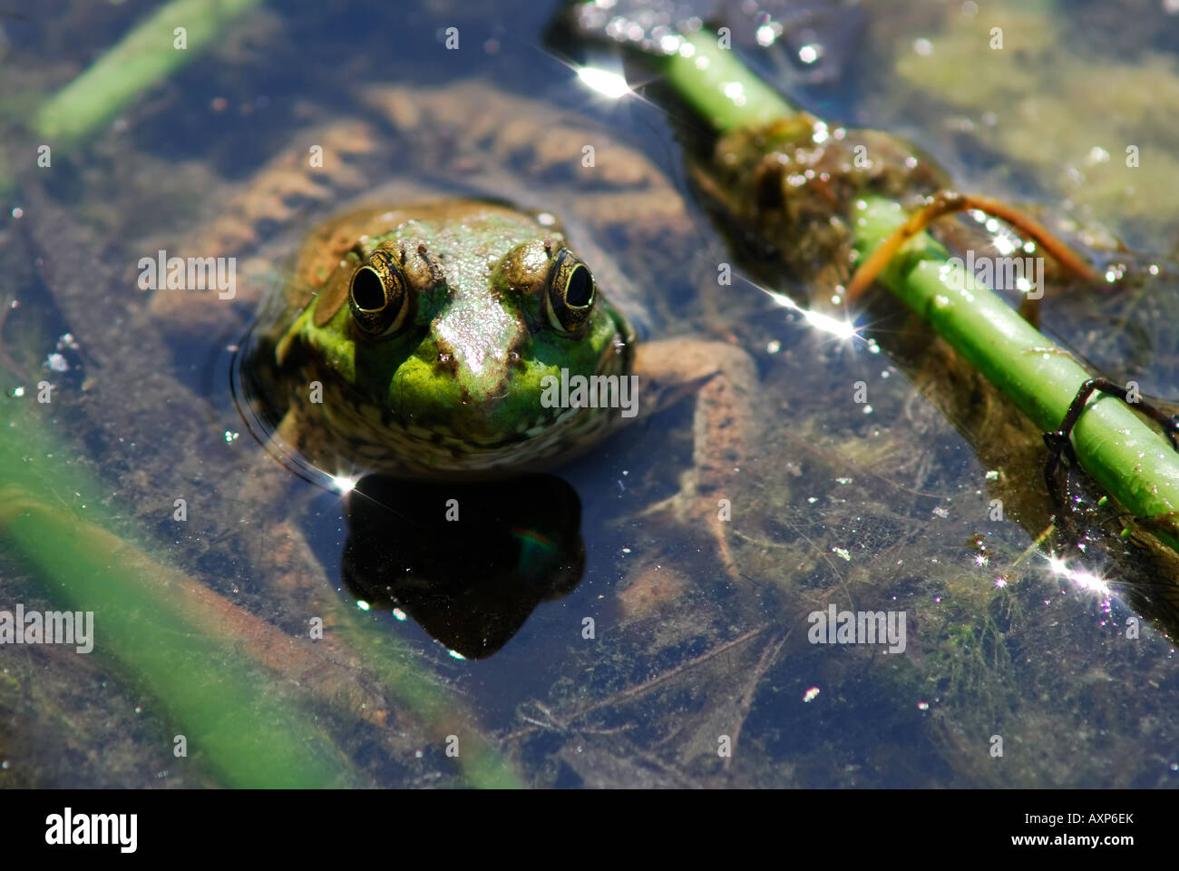 American water frogs hi-res stock photography and images - Alamy