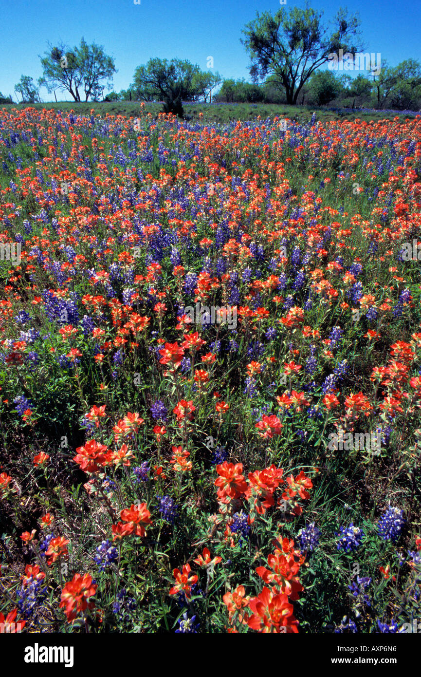 Field of wildflowers in bloom Stock Photo - Alamy