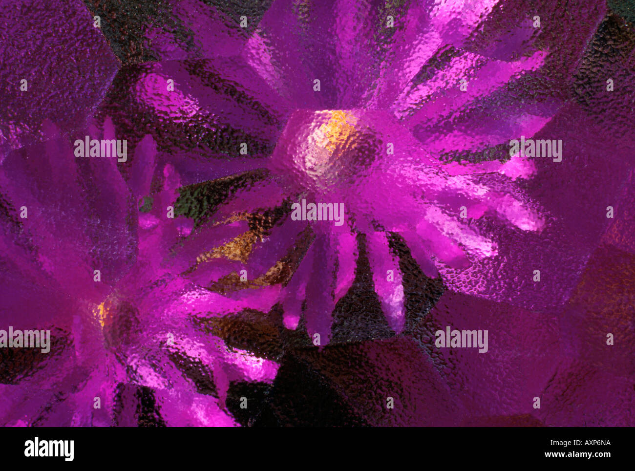 Ice plant blossoms under ice Stock Photo - Alamy