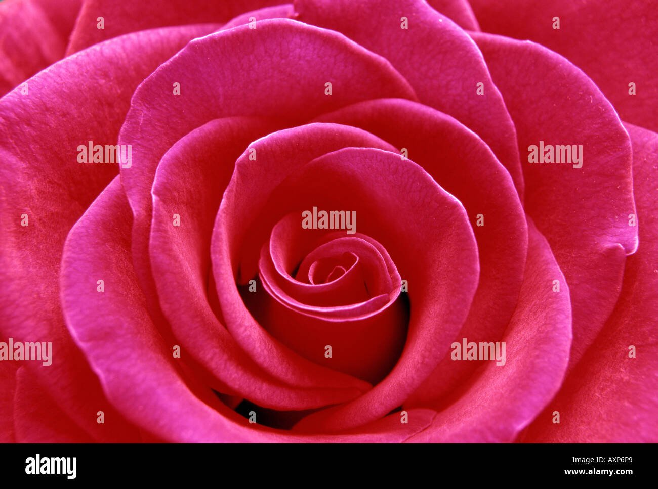 Chris rose hi-res stock photography and images - Alamy