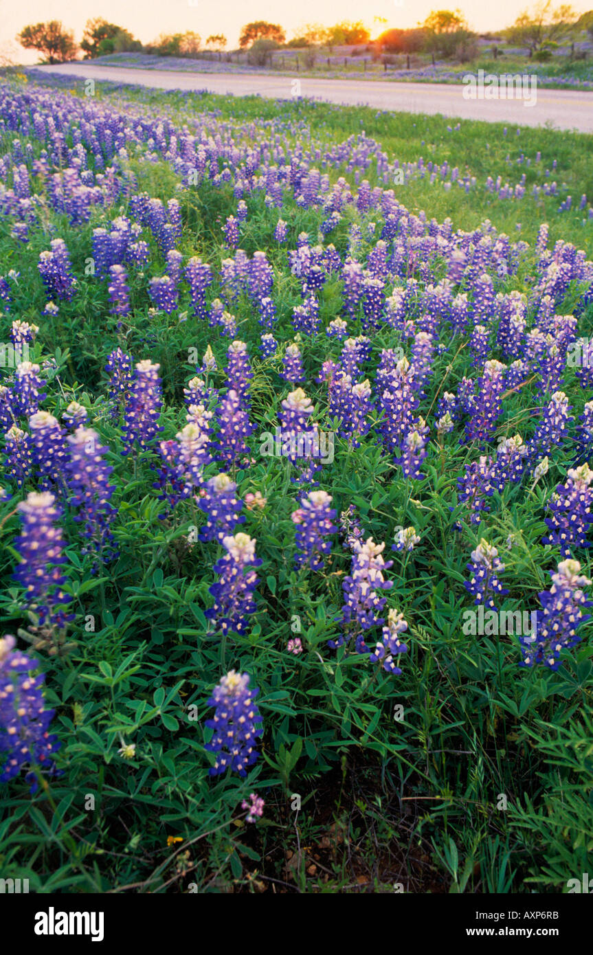 Blue bonnet flowers hi-res stock photography and images - Alamy