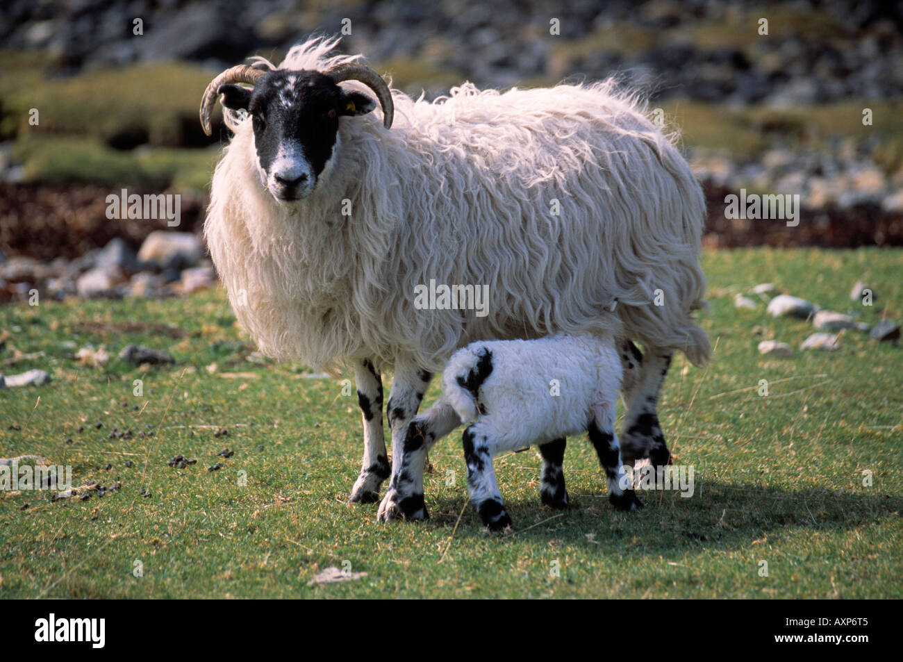 Ewe and Lamb Stock Photo - Alamy