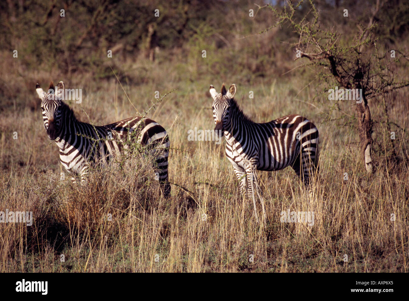 Two zebras in natural hi-res stock photography and images - Alamy