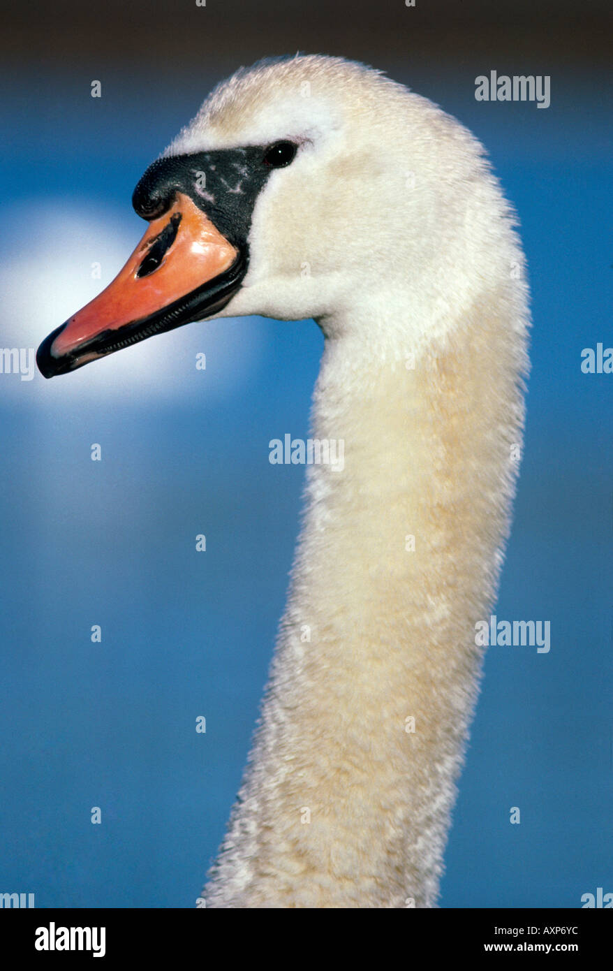 Necks swan hi-res stock photography and images - Alamy