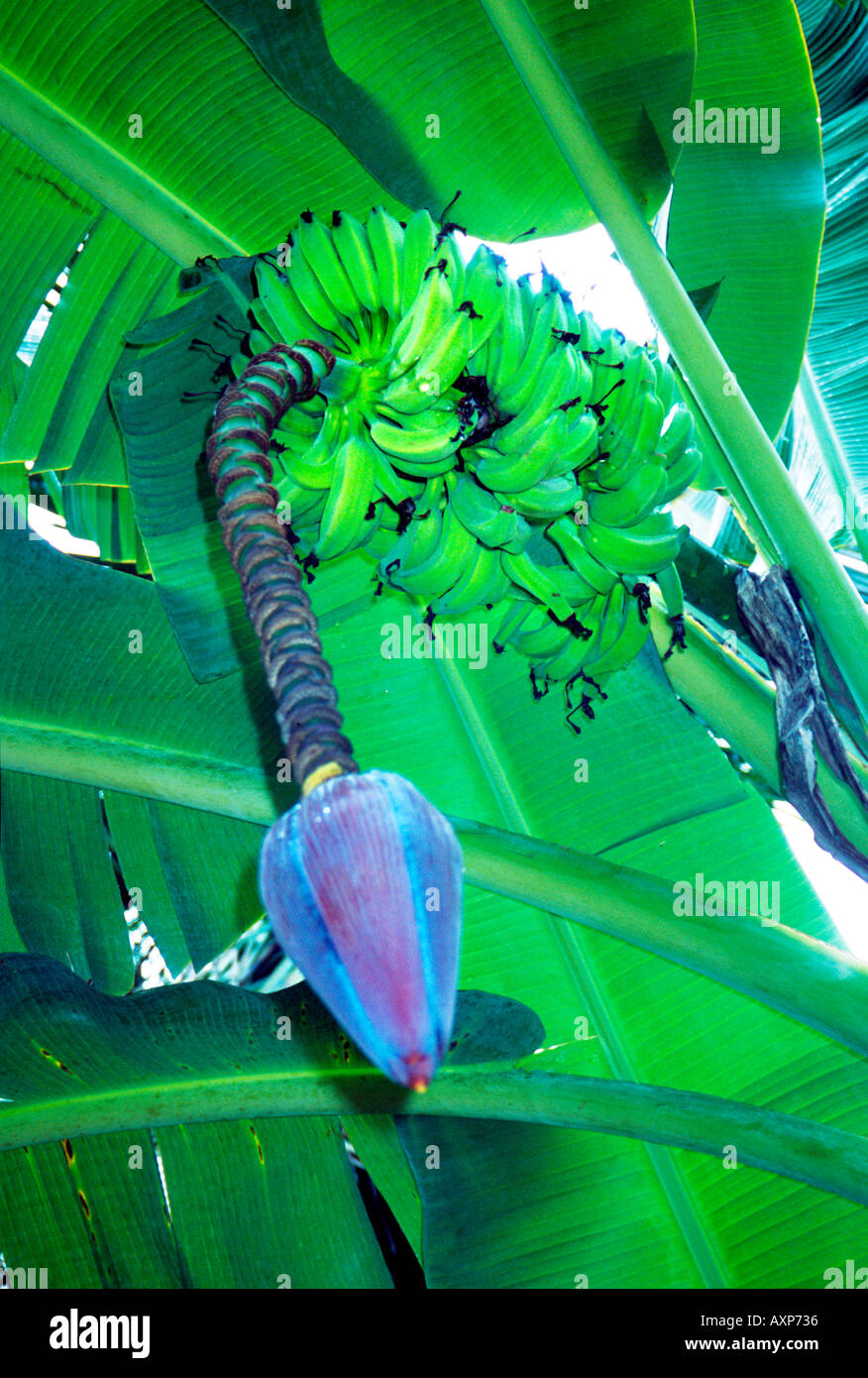 Cluster bell flower hi-res stock photography and images - Alamy