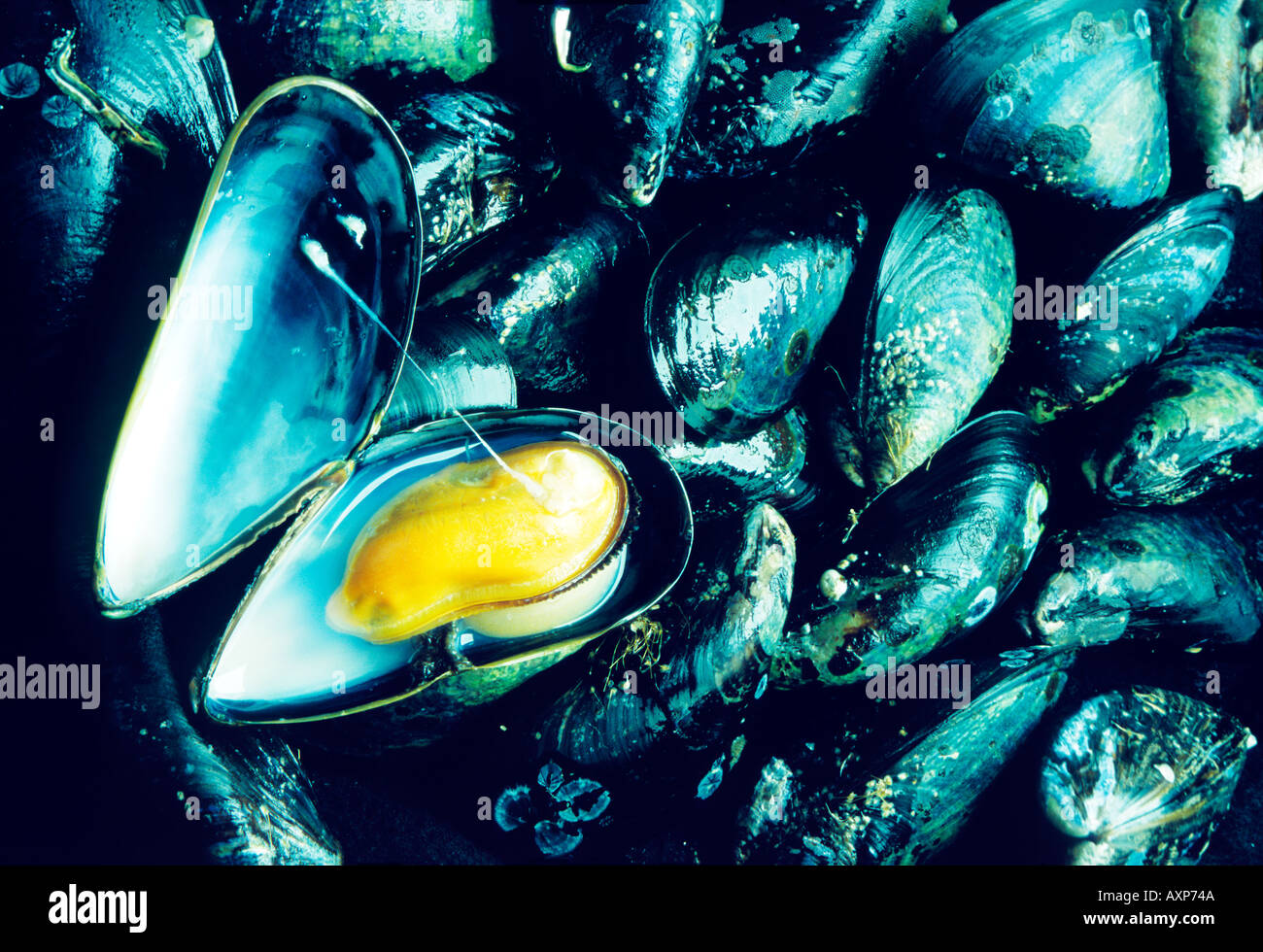Cooked blue mussels, Common Mussels Mytilus Edulis mollusc blue shell ...