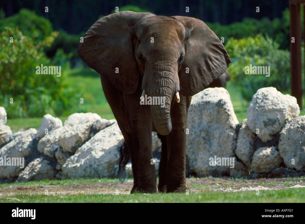 Elephant in Motion Stock Photo - Alamy