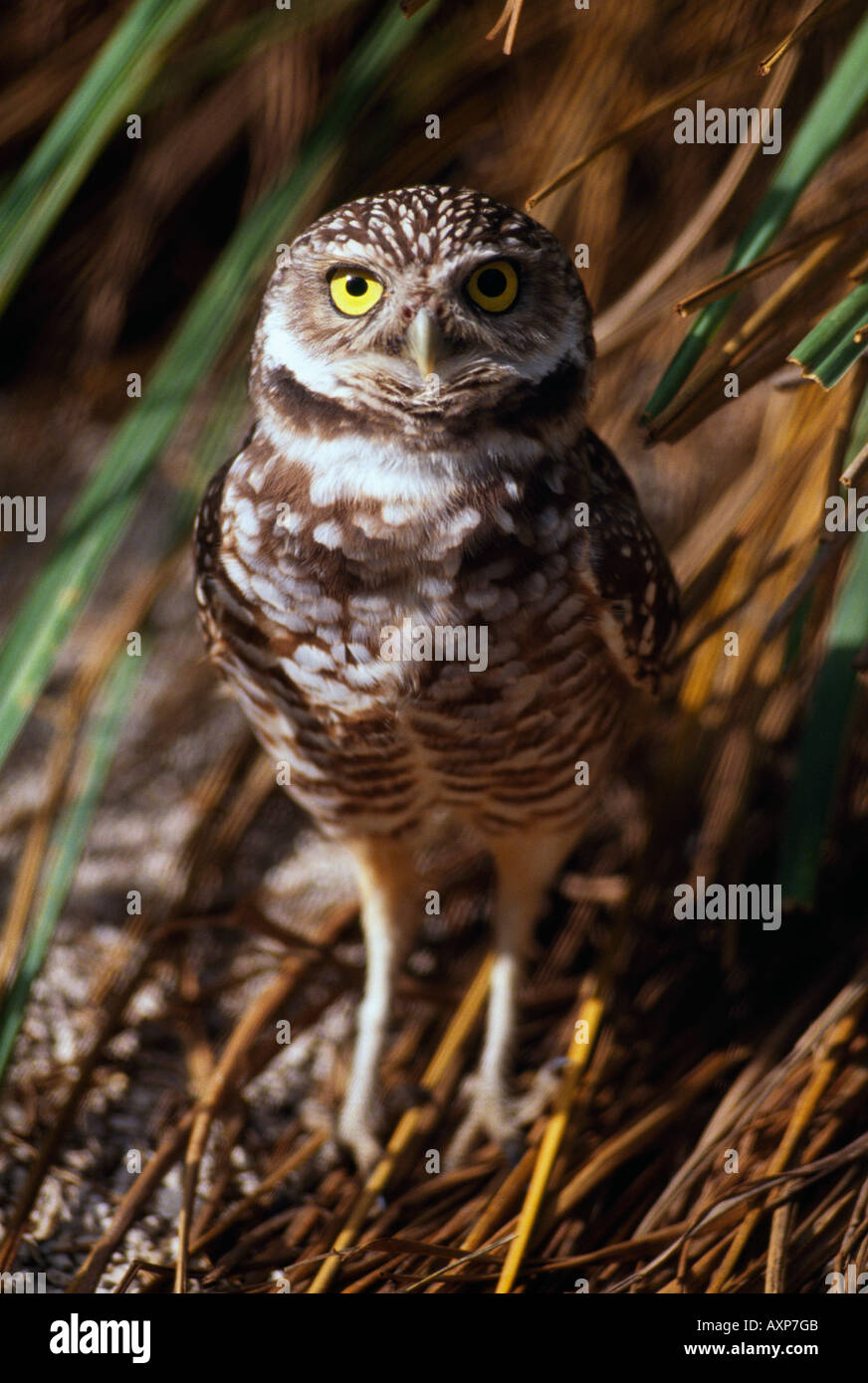 Burrowing owl standing on ground Stock Photo - Alamy