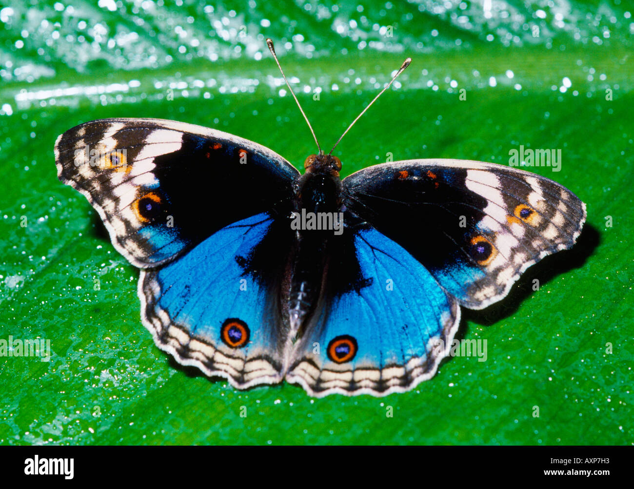 Blue pansy butterfly Stock Photo - Alamy
