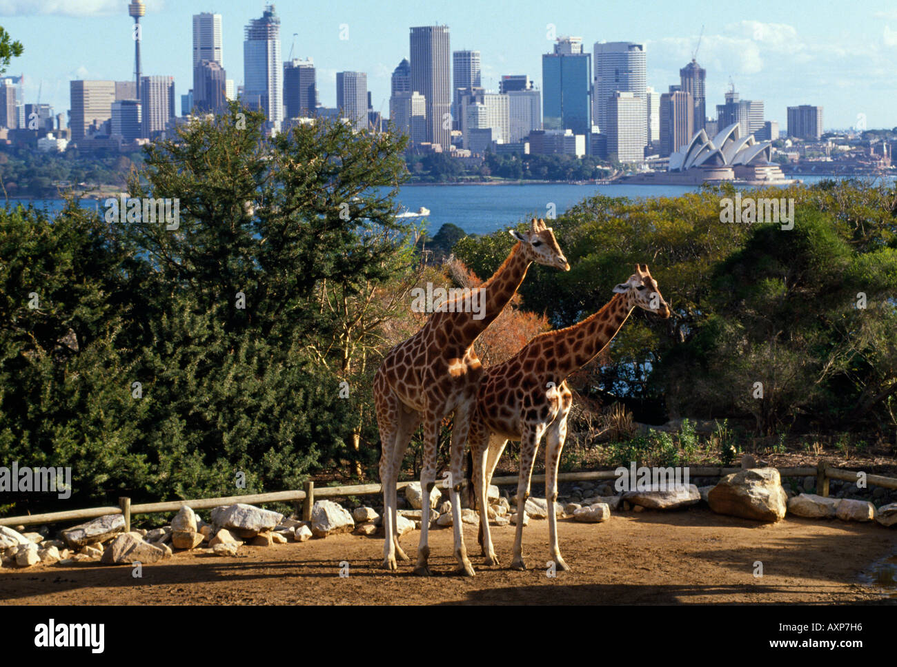 Giraffes at the Taronga Zoo Stock Photo - Alamy