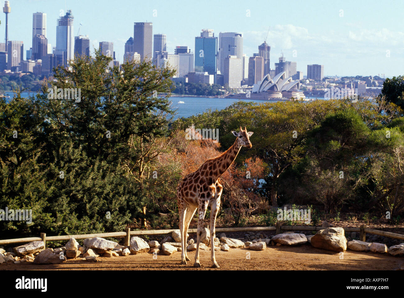 Giraffe in Zoo Stock Photo - Alamy
