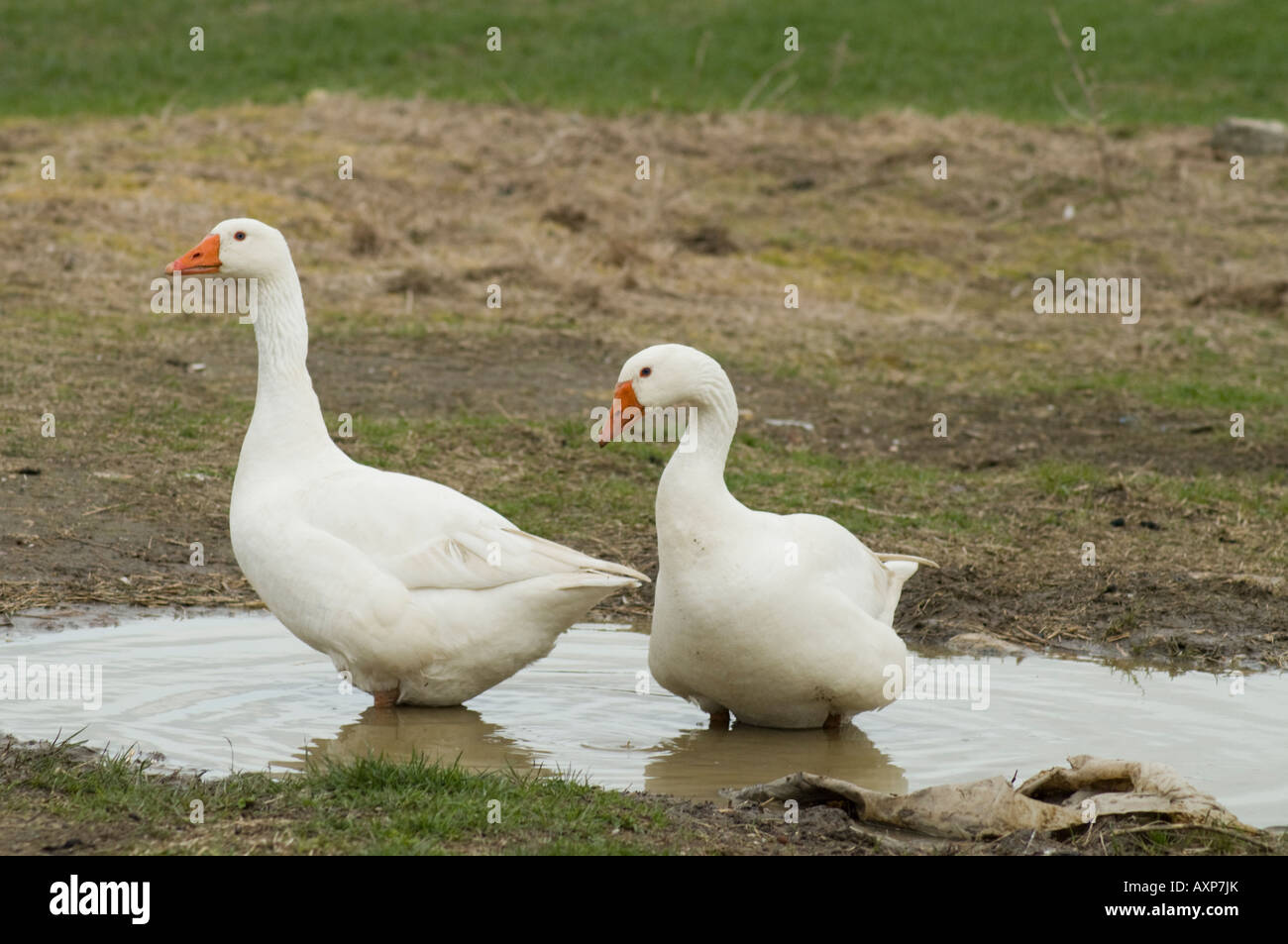 Two geese having a dip in a shallow pool of water (4 Stock Photo - Alamy