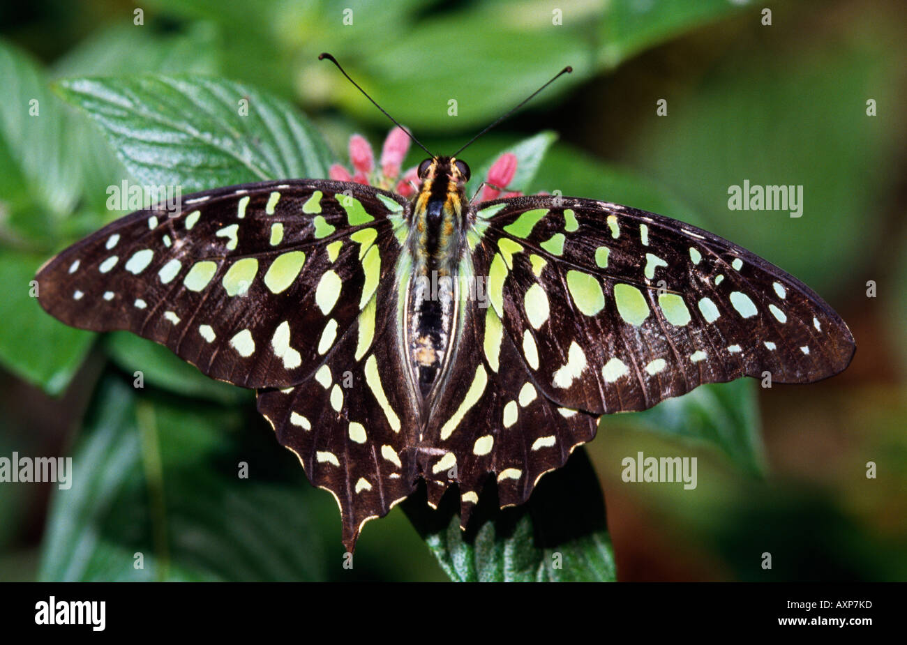 Tailed jay butterfly hi-res stock photography and images - Alamy
