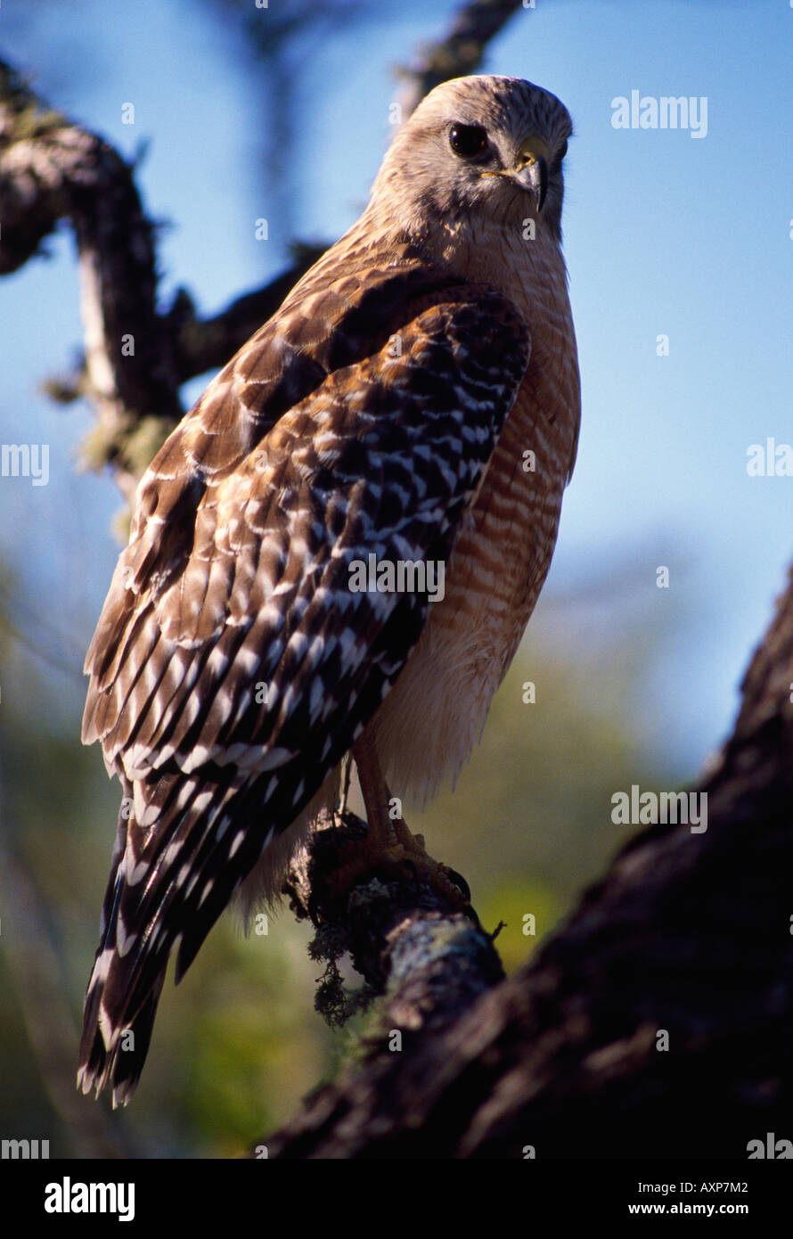 Red Shoulder Hawk Stock Photo - Alamy
