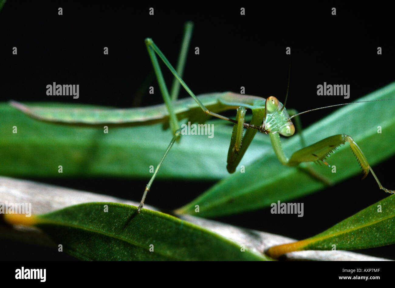 Chinese praying mantis Stock Photo - Alamy