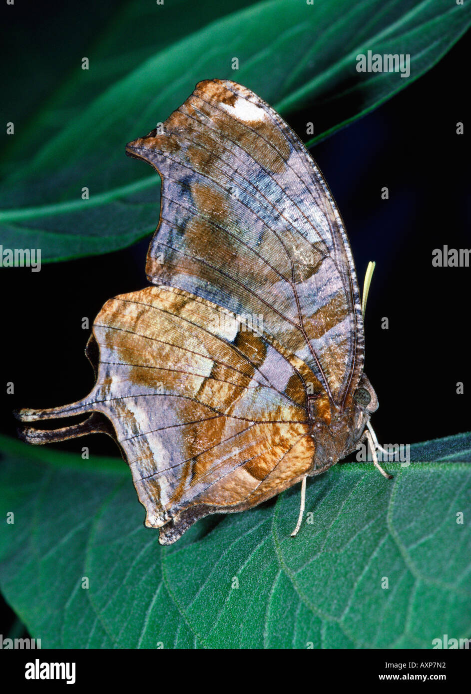 Consul fabius butterfly Stock Photo - Alamy