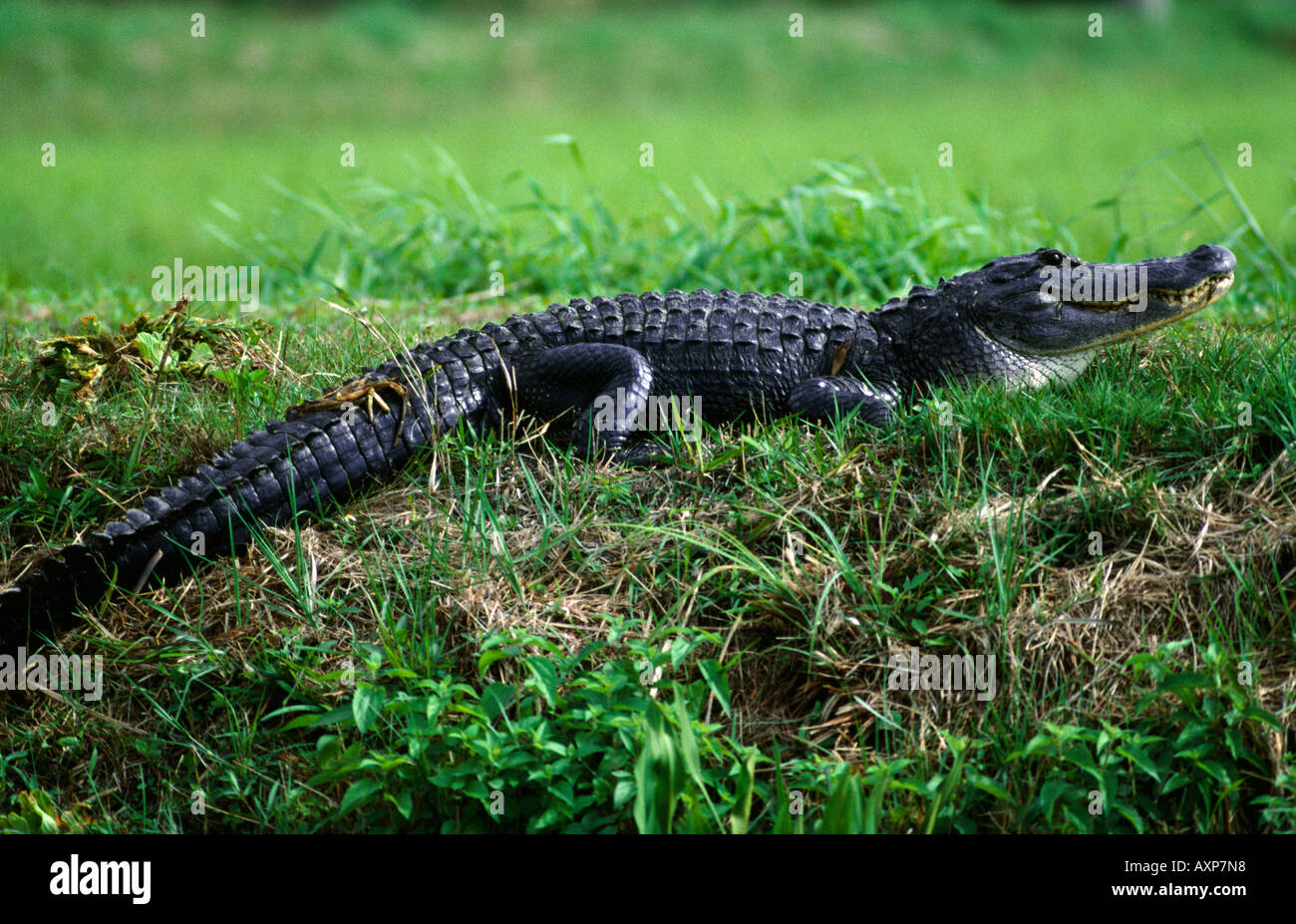 Crocodylia hi-res stock photography and images - Alamy