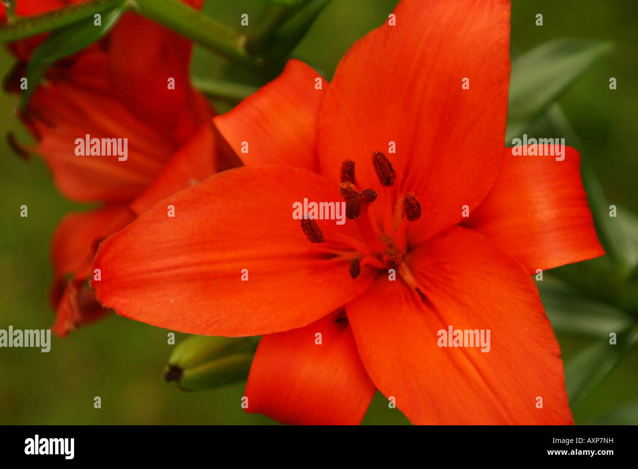 Red Lily Flower Stock Photo - Alamy