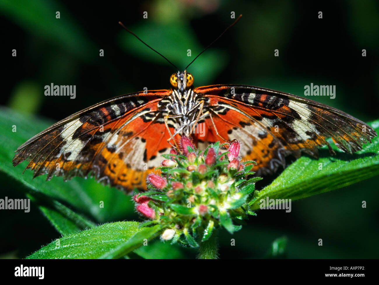 Lacewing ecology hi-res stock photography and images - Alamy