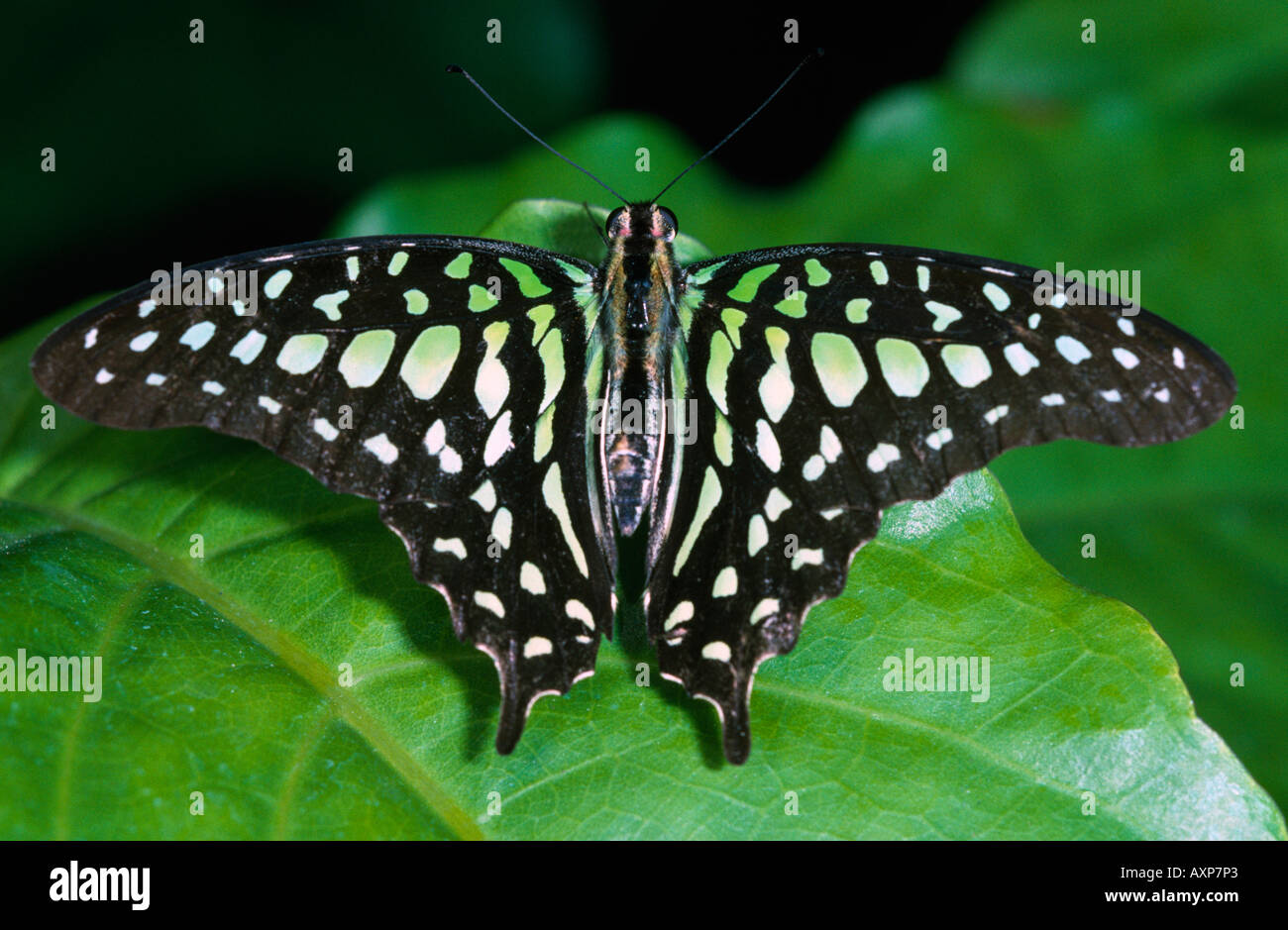 The tailed jay butterfly hi-res stock photography and images - Alamy