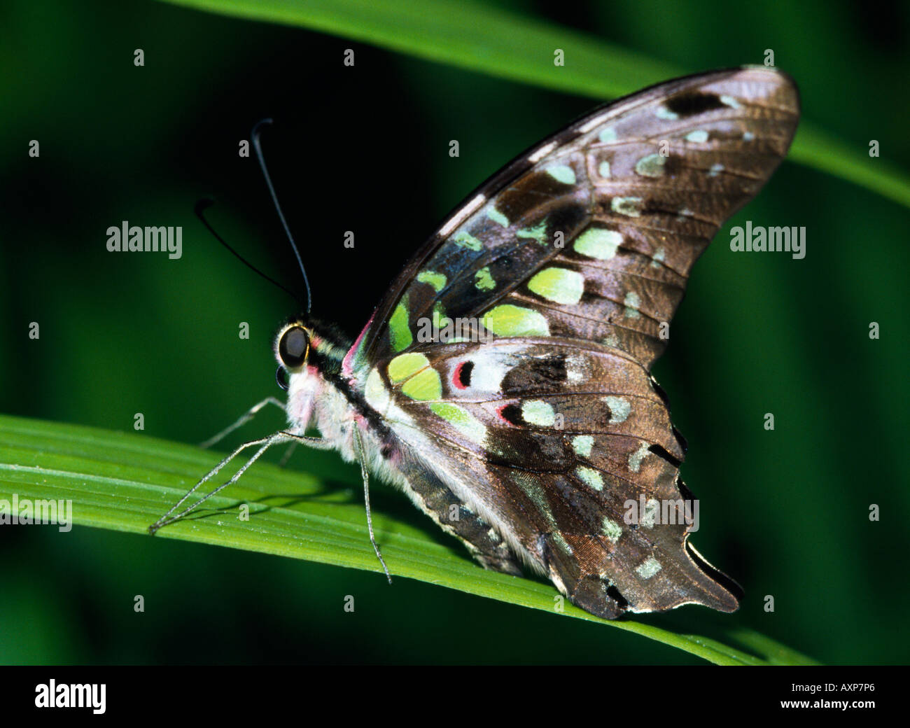 Plants elegant profile hi-res stock photography and images - Alamy