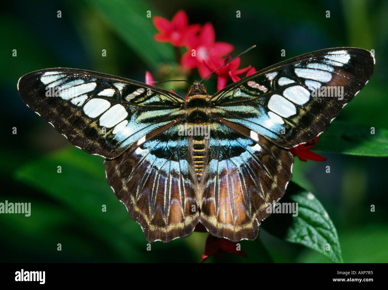 Blue Clipper Butterfly Stock Photo - Alamy
