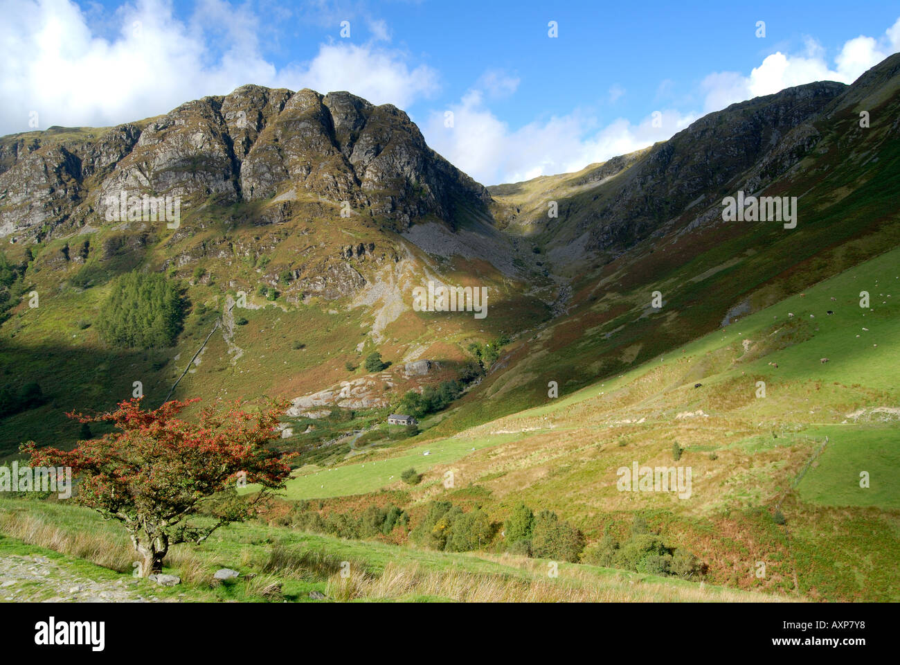 Landscape Cwm Cywarch Dinas Mawddwy Cambrian Mountains North West Wales ...