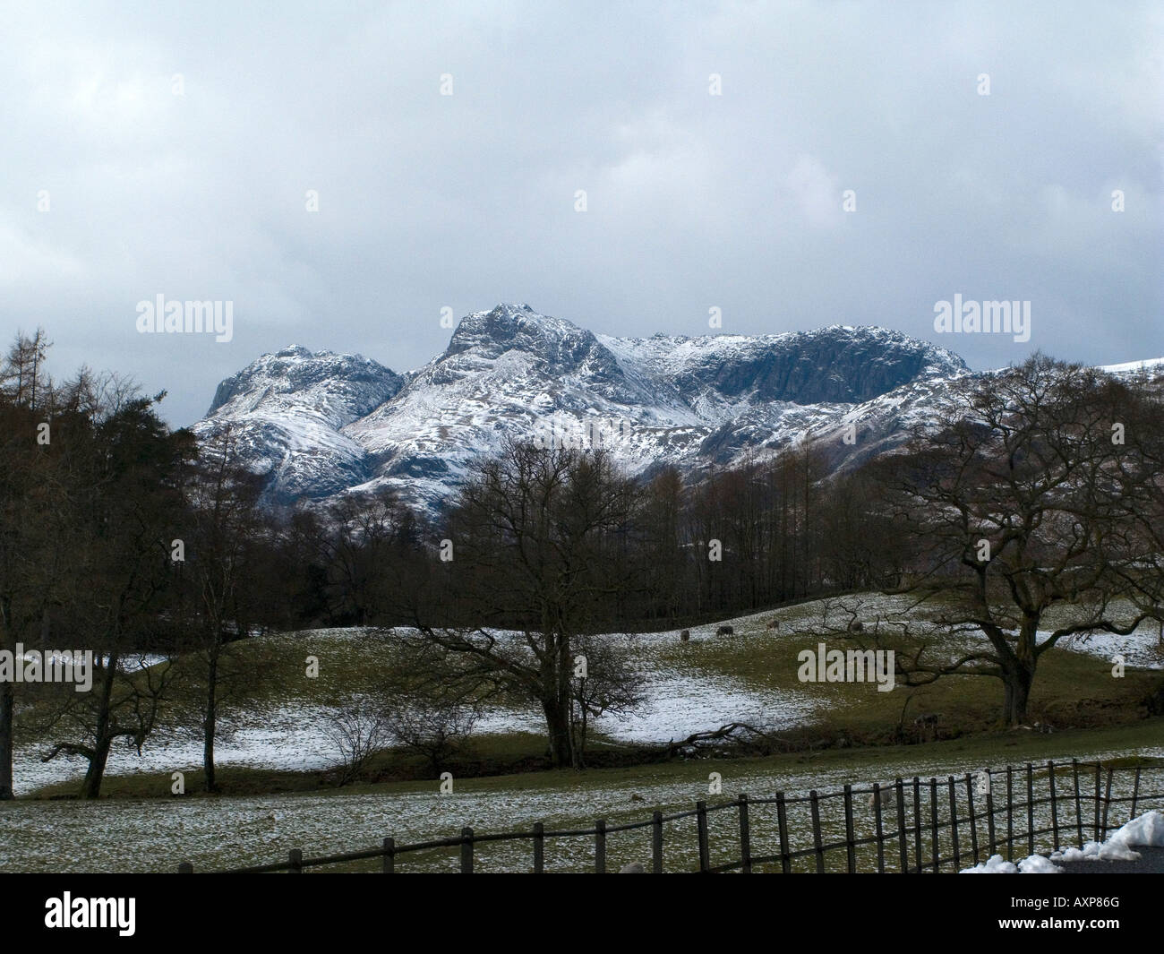 lambing sheep lambs mothers ewes snow Langdale Pikes valley Stickle ...