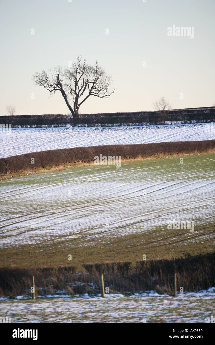 A lone tree in a field in the winter, with a dusting of snow Stock ...