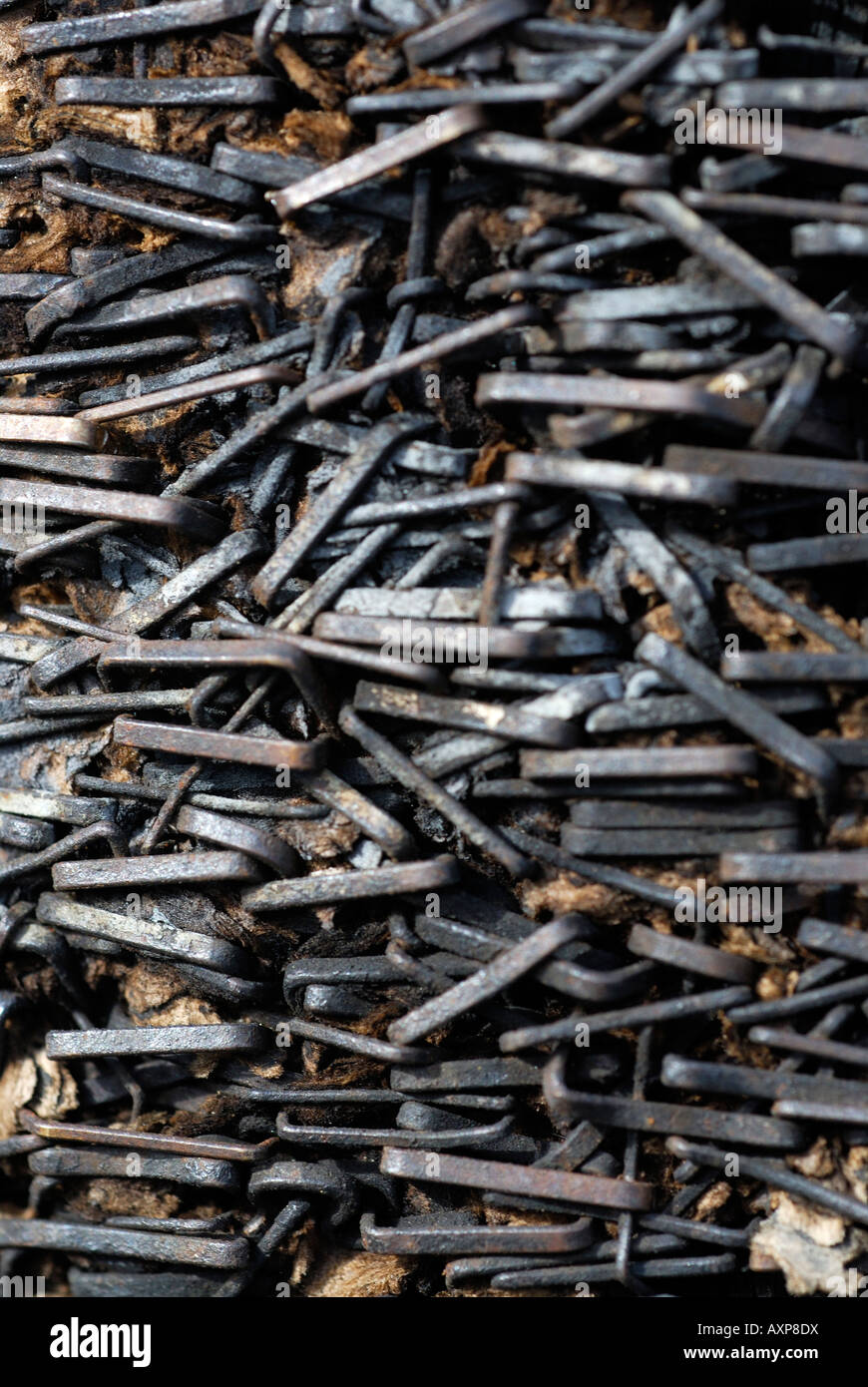 "rusty staples in telephone pole Stock Photo - Alamy