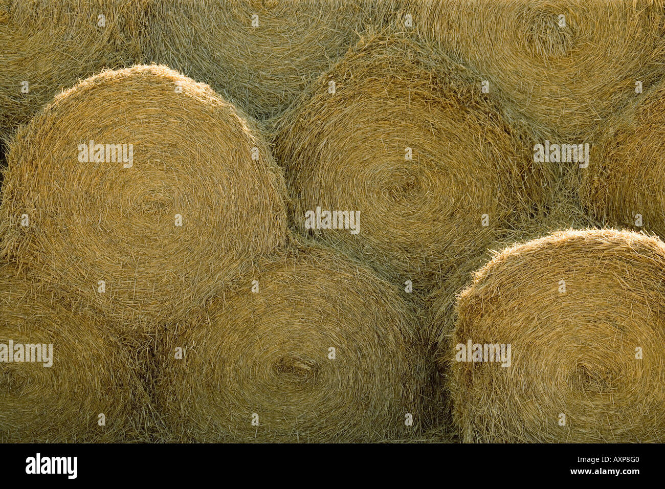 Darren Hay High Resolution Stock Photography and Images - Alamy