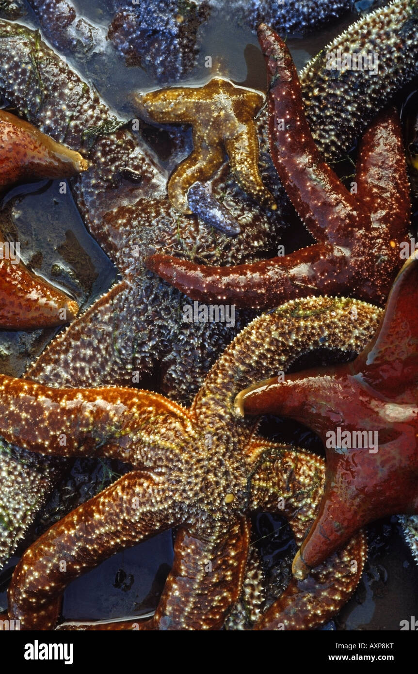 Group Of Starfish High Resolution Stock Photography and Images - Alamy