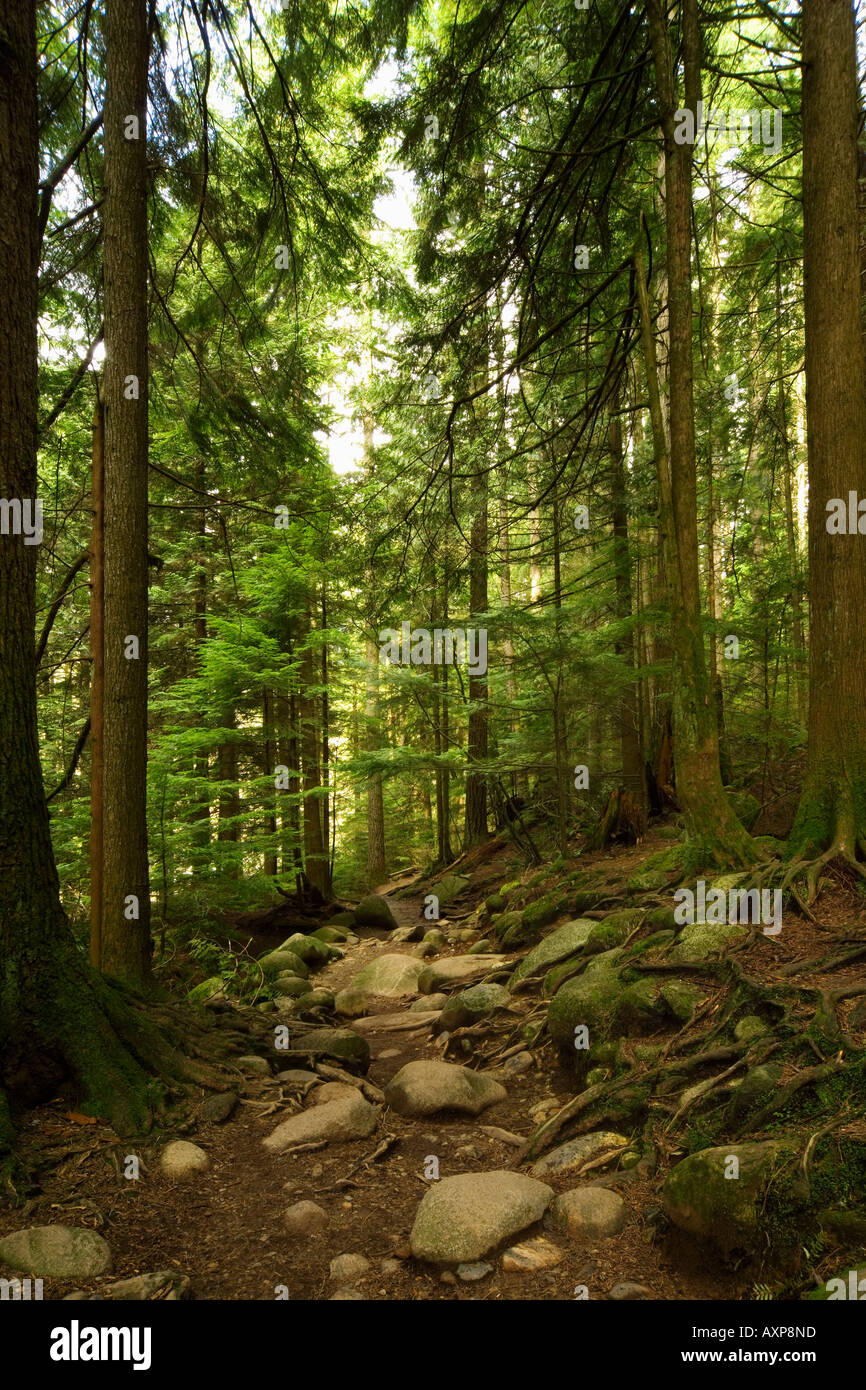 Trees in a rain forest Stock Photo - Alamy