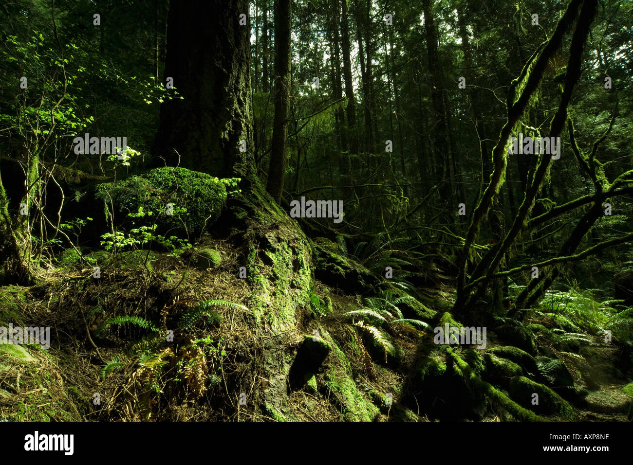 Darren moss hi-res stock photography and images - Alamy